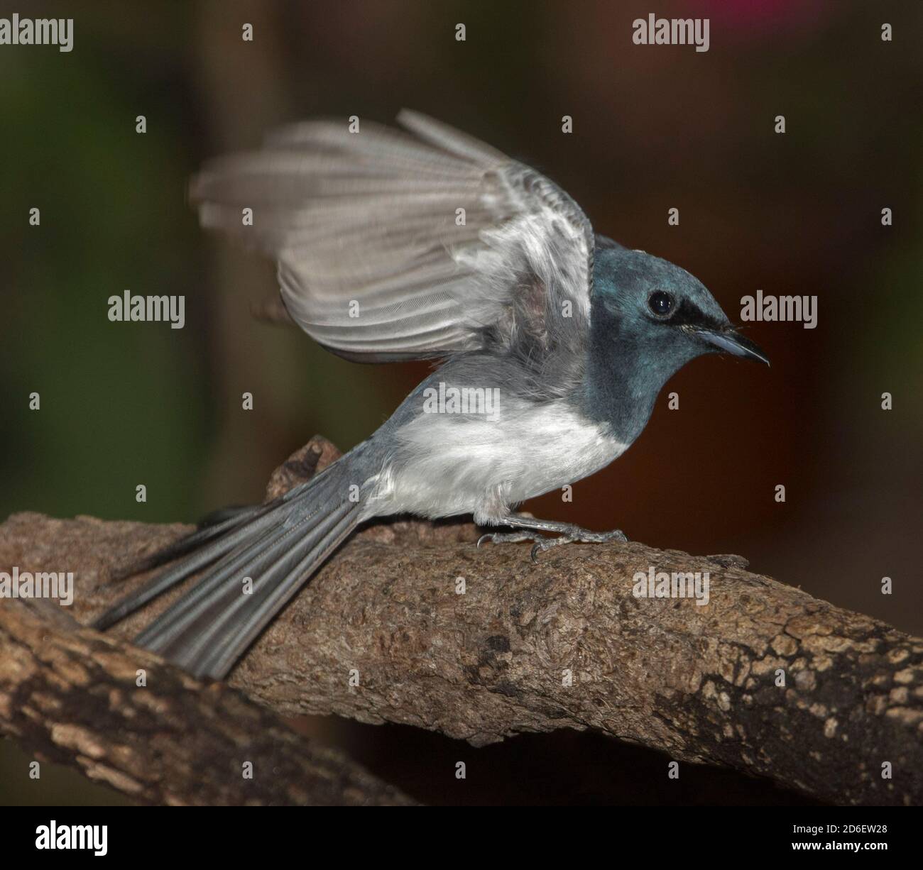 Male Leaden Flycatcher, Myiagra rubecula, with wings raised in flight ...