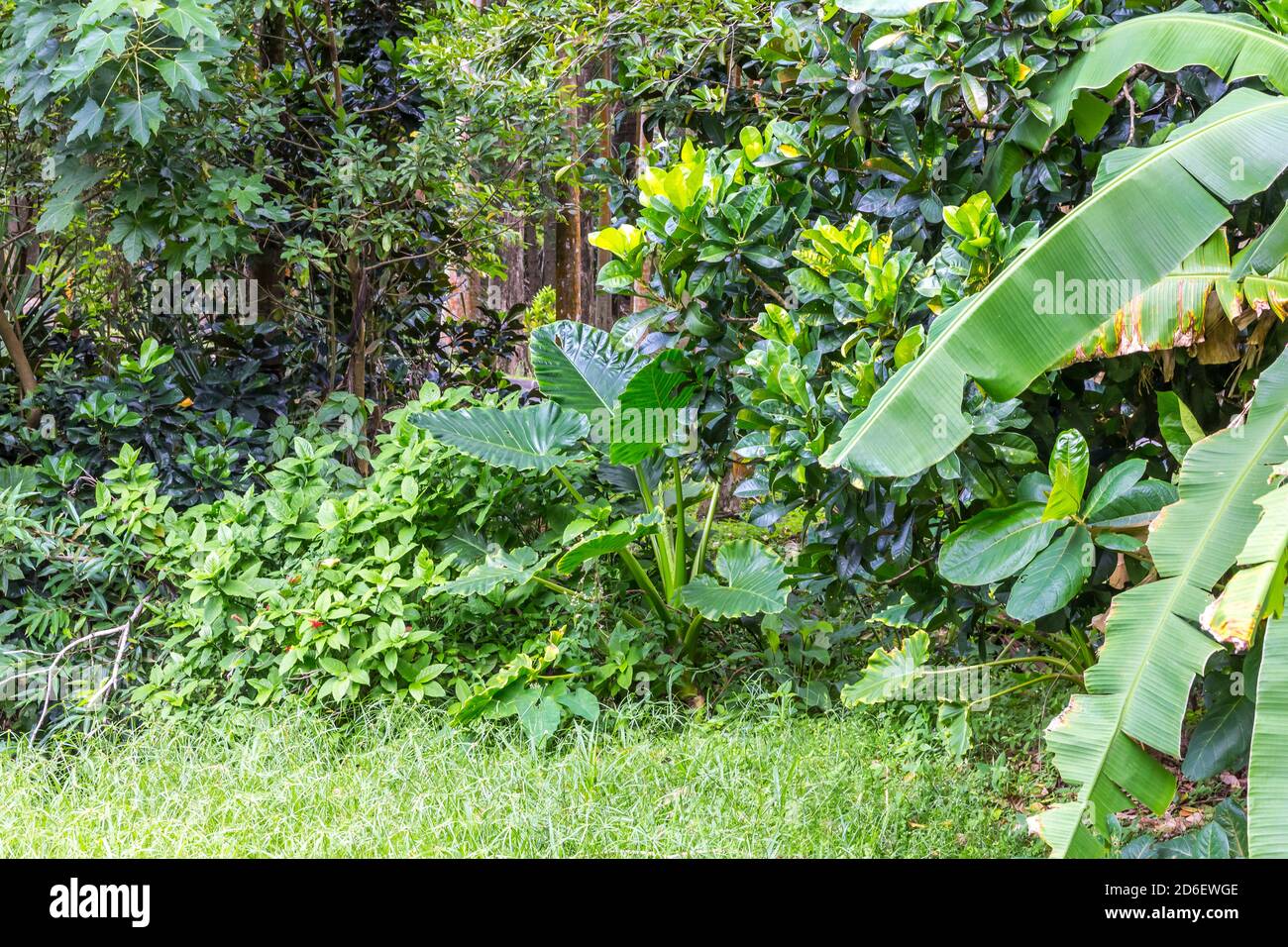 Tropical vegetation at the destination of Anse des Cascades, Piton ...
