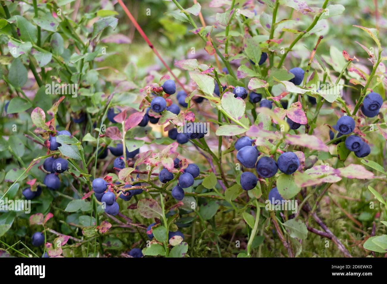 Wild blueberry (Vaccinium myrtillus) with ripe fruits Stock Photo - Alamy