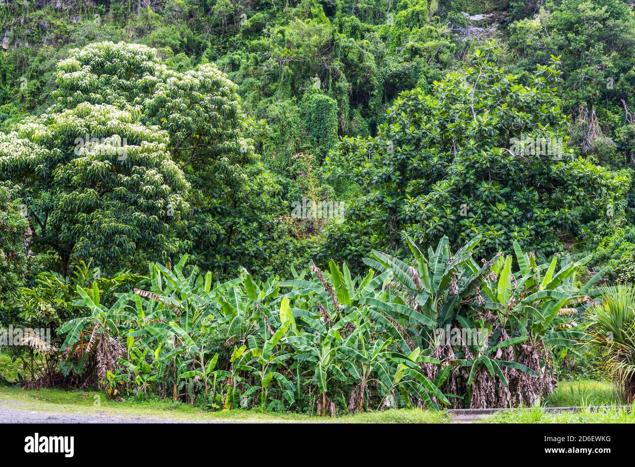Tropical vegetation at the destination of Anse des Cascades, Piton ...