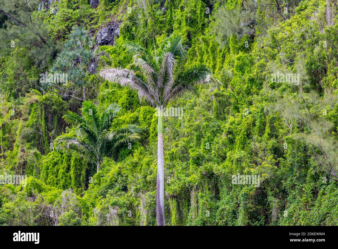 Tropical vegetation at the tourist destination Anse des Cascades, Piton ...