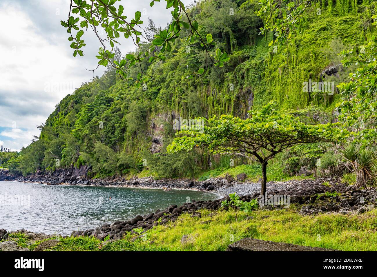 Tropical vegetation on the beach at the destination of Anse des ...