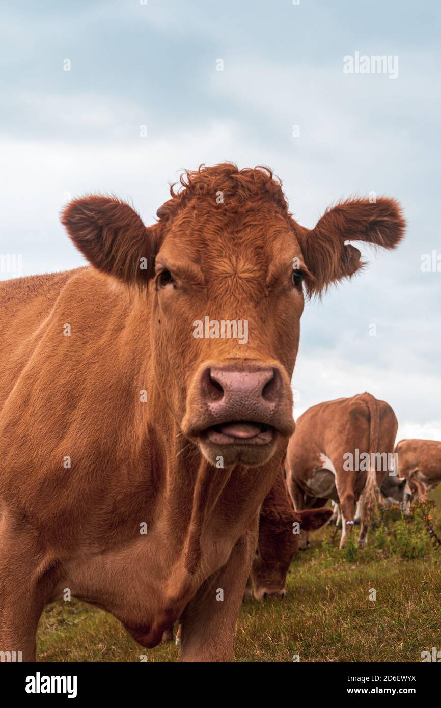Adult red cow standing and looking couriously into the camera while ...