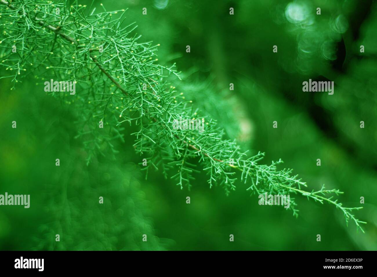 Juniper branch evergreen leaves hi-res stock photography and images - Alamy