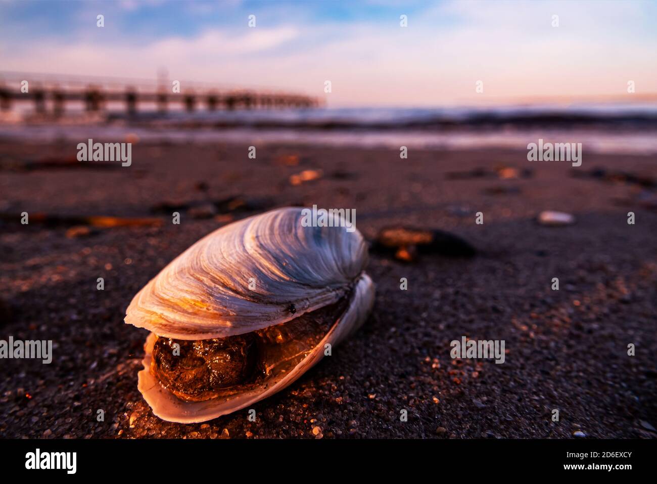 Sand clam on the beach of Travemünde Stock Photo - Alamy