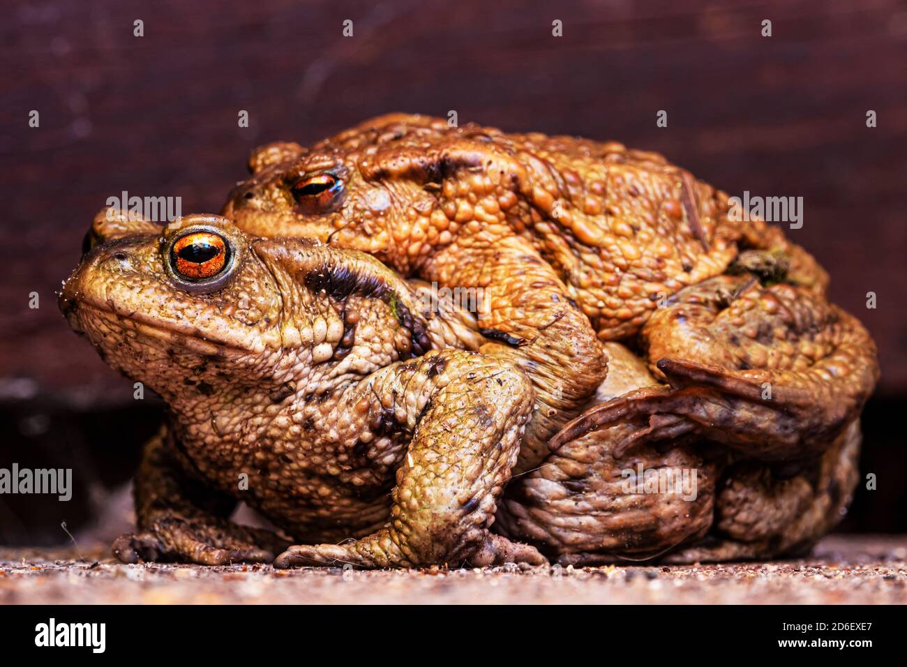 Common toads (Bufo bufo) mating Stock Photo - Alamy