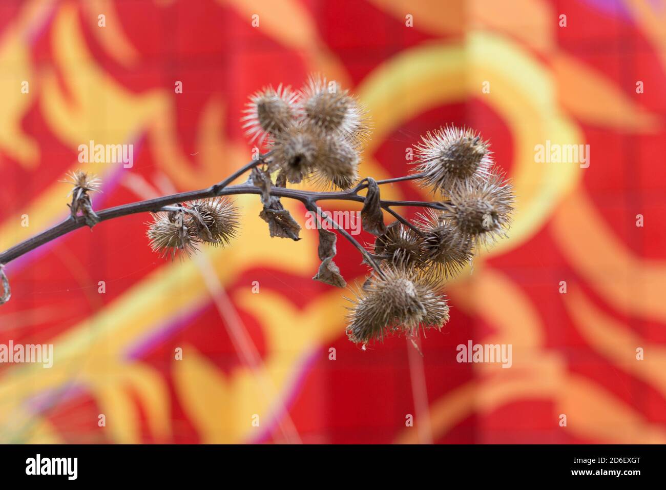Closeup of autumn dry thorn thistles Stock Photo - Alamy