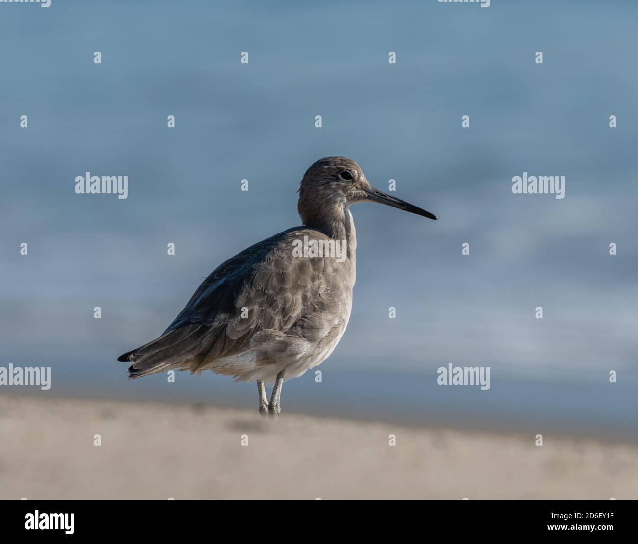 Portrait of a sandpiper bird at the Pacific shore near Point Mugu ...