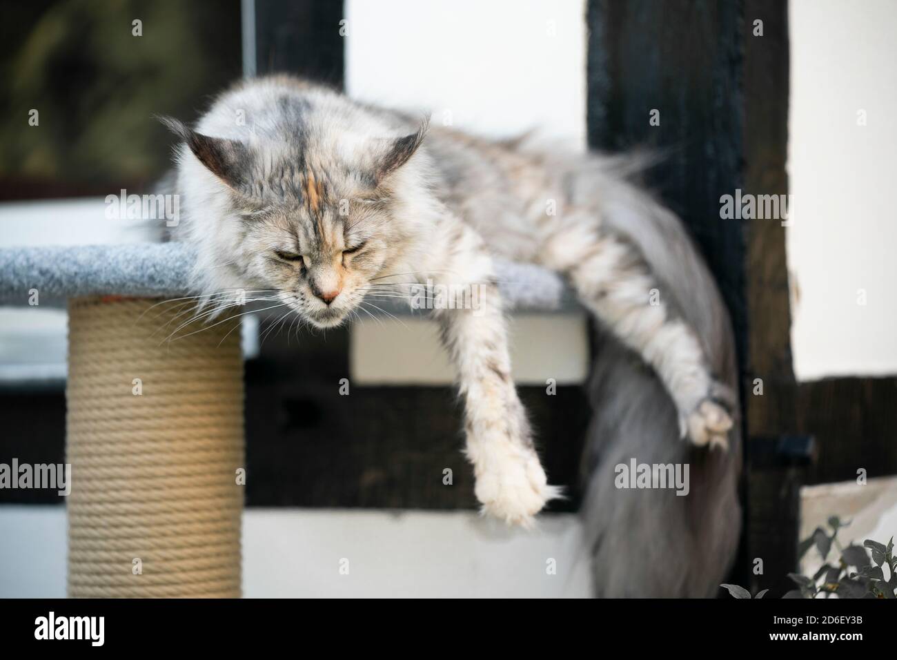 exhausted and tired maine coon cat resting on scratching post outdoors ...