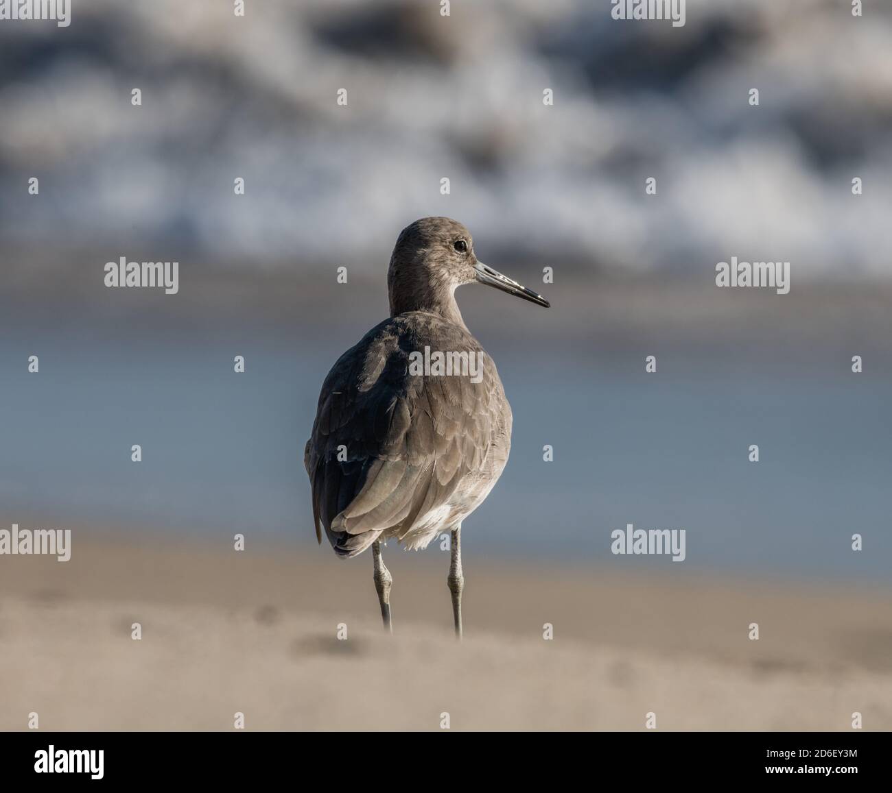 Portrait of a sandpiper bird at the Pacific shore near Point Mugu ...