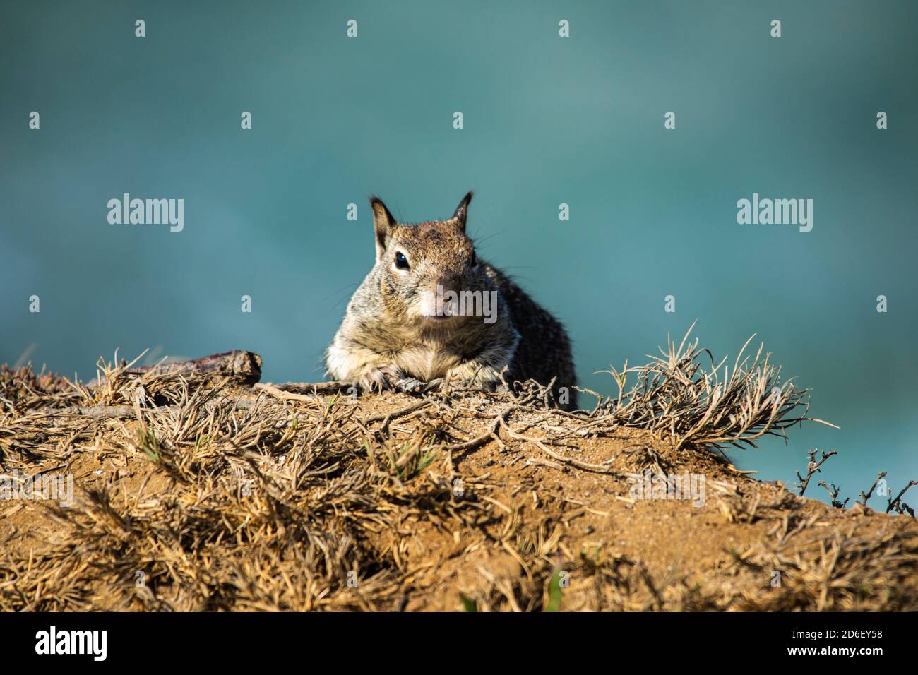Chill ground squirrel at la Jolla San Diego Stock Photo - Alamy