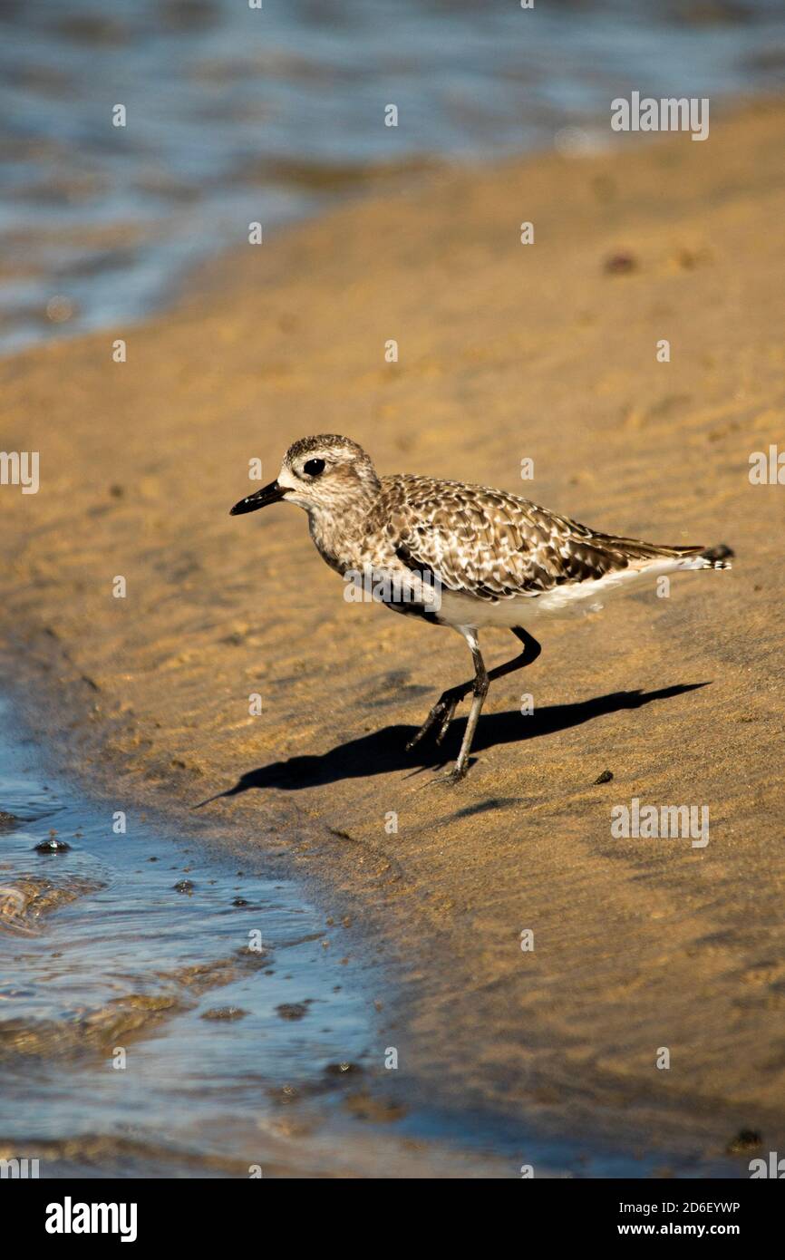 sandpiper at border field state park Stock Photo - Alamy