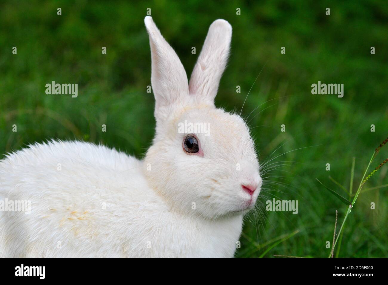 White rabbit on the grass Stock Photo - Alamy