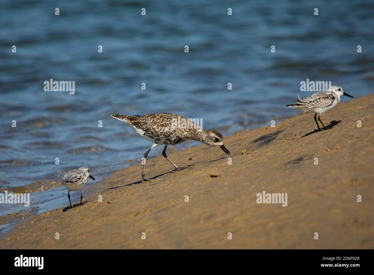 sandpiper at border field state park Stock Photo - Alamy