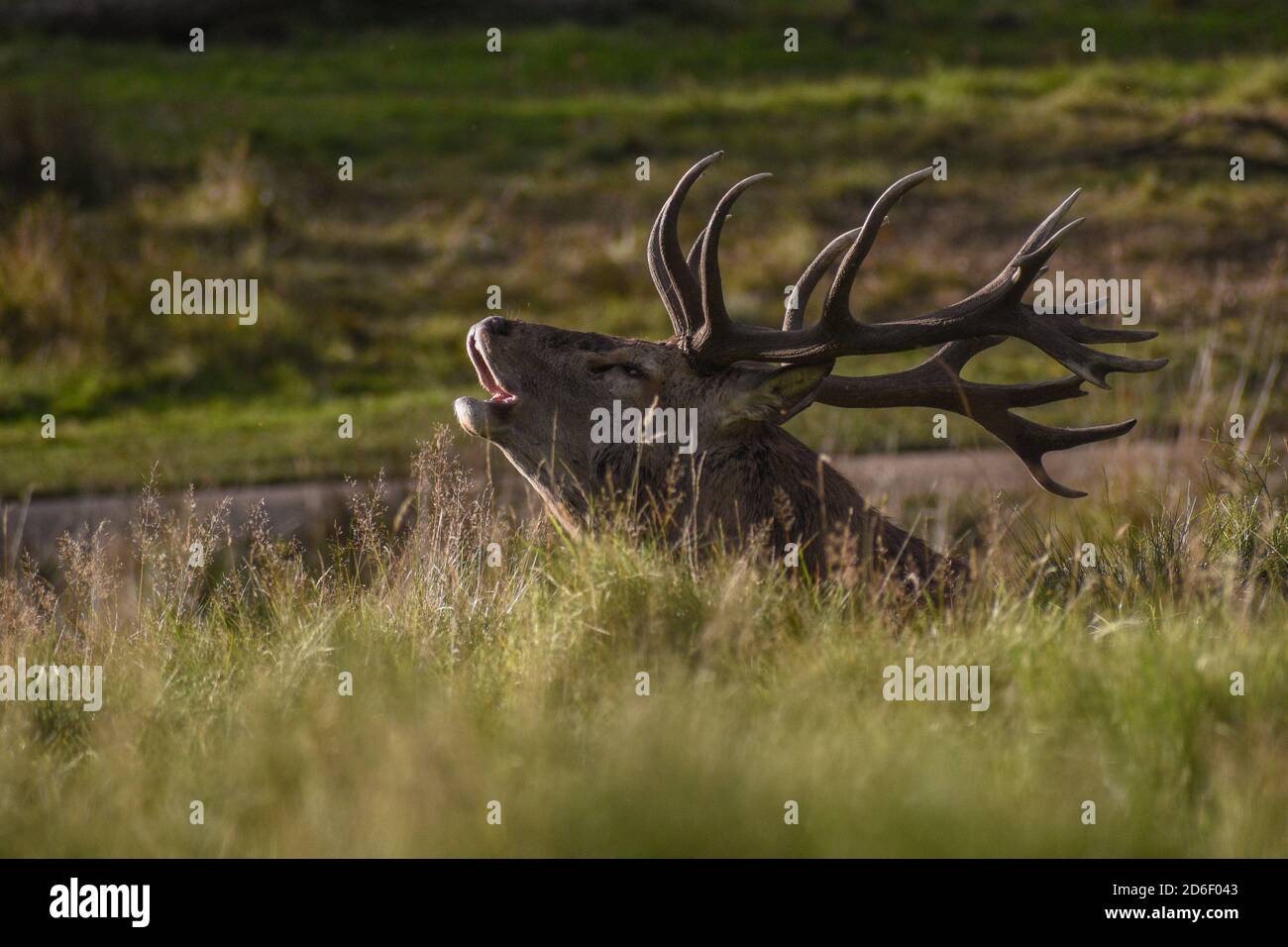 Red Deer Stag Stock Photo - Alamy