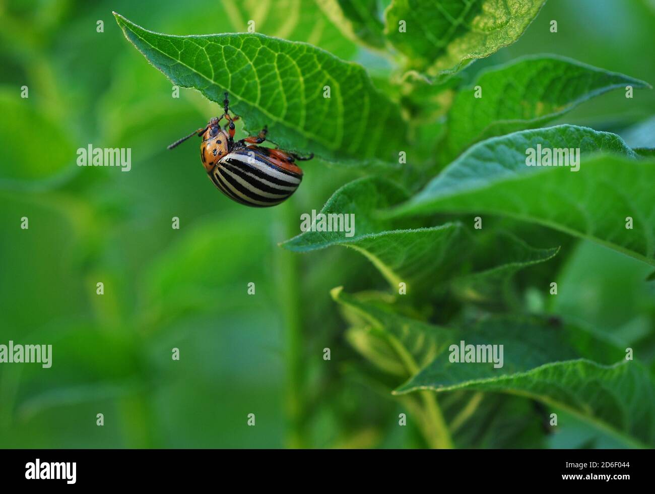 Colorado potato beetle on potato leaf,Leptinotarsa decemlineata, a ...