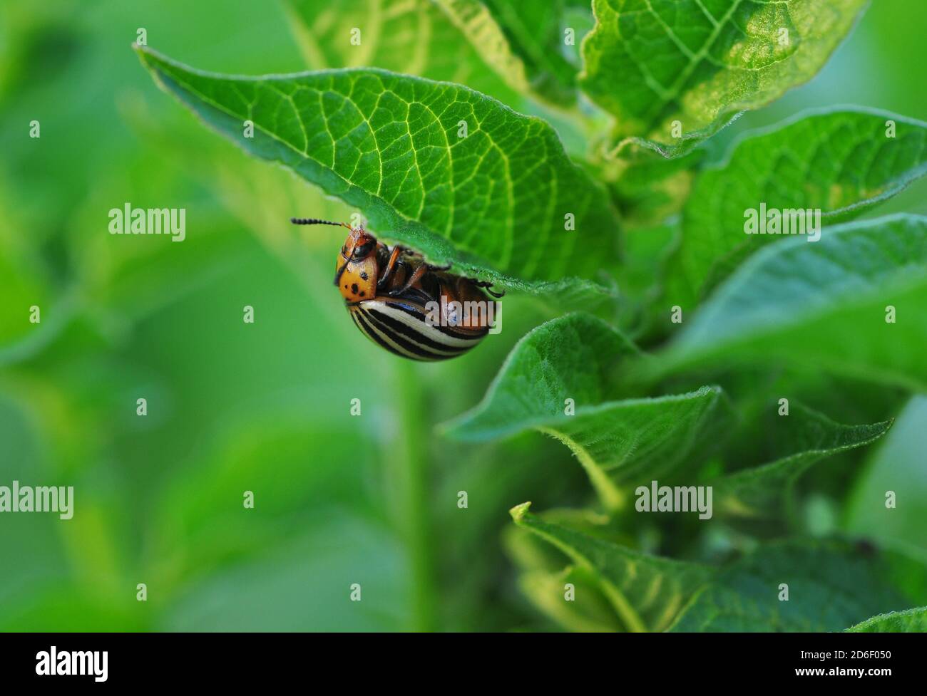 Colorado potato beetle on potato leaf,Leptinotarsa decemlineata, a ...