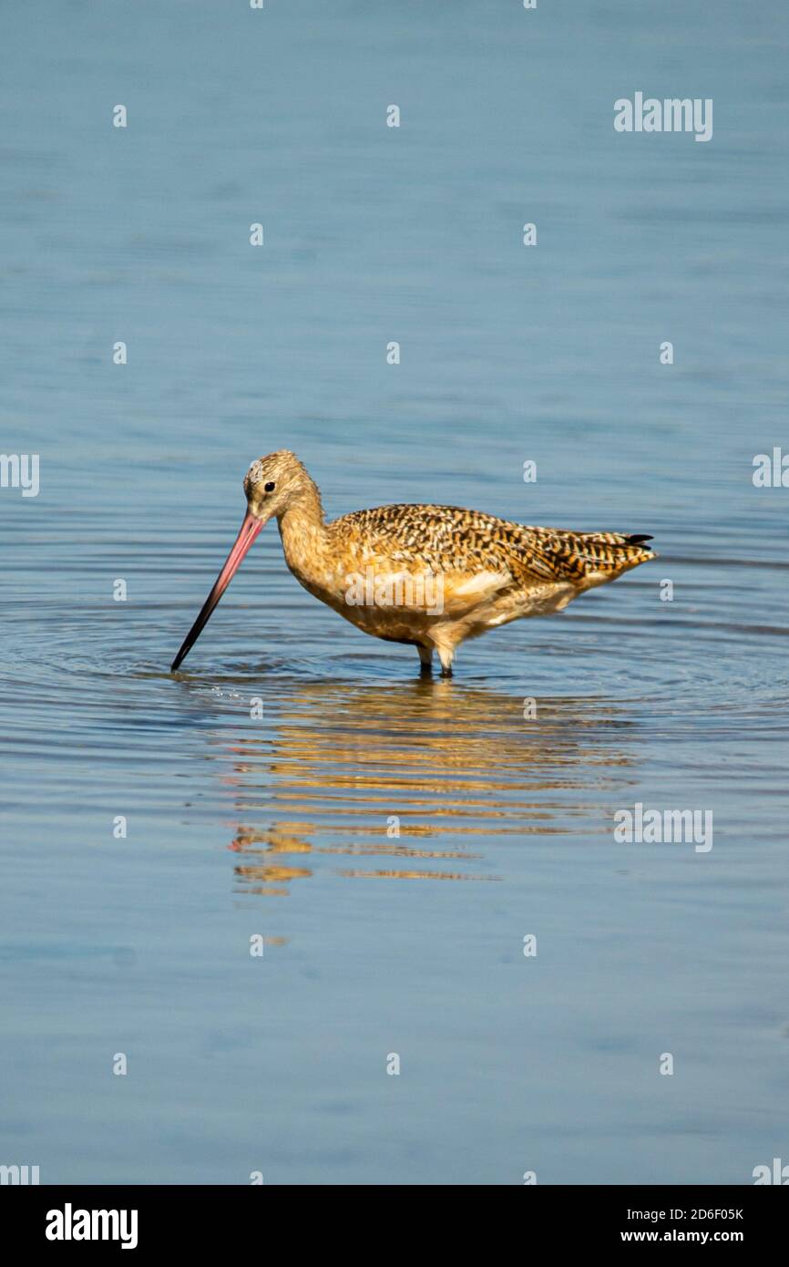 Long Billed curlew at border field state park Stock Photo - Alamy