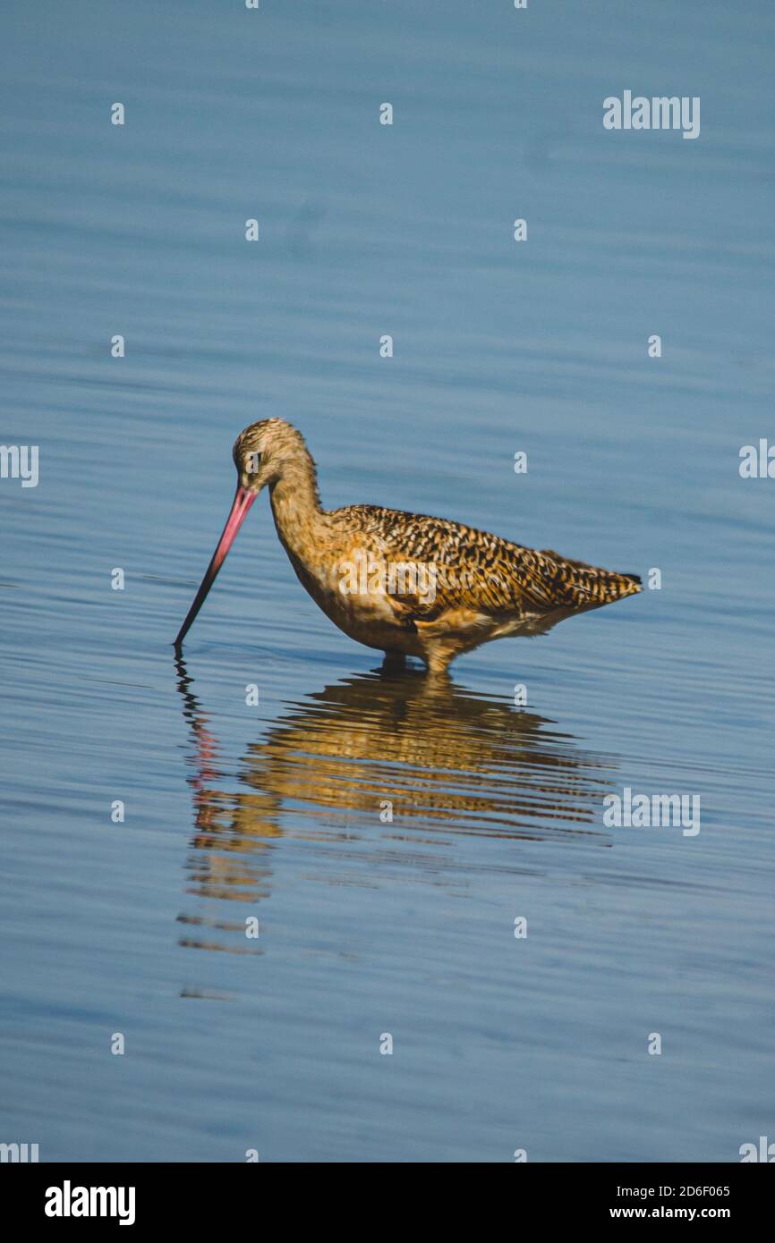 Long Billed curlew at border field state park Stock Photo - Alamy