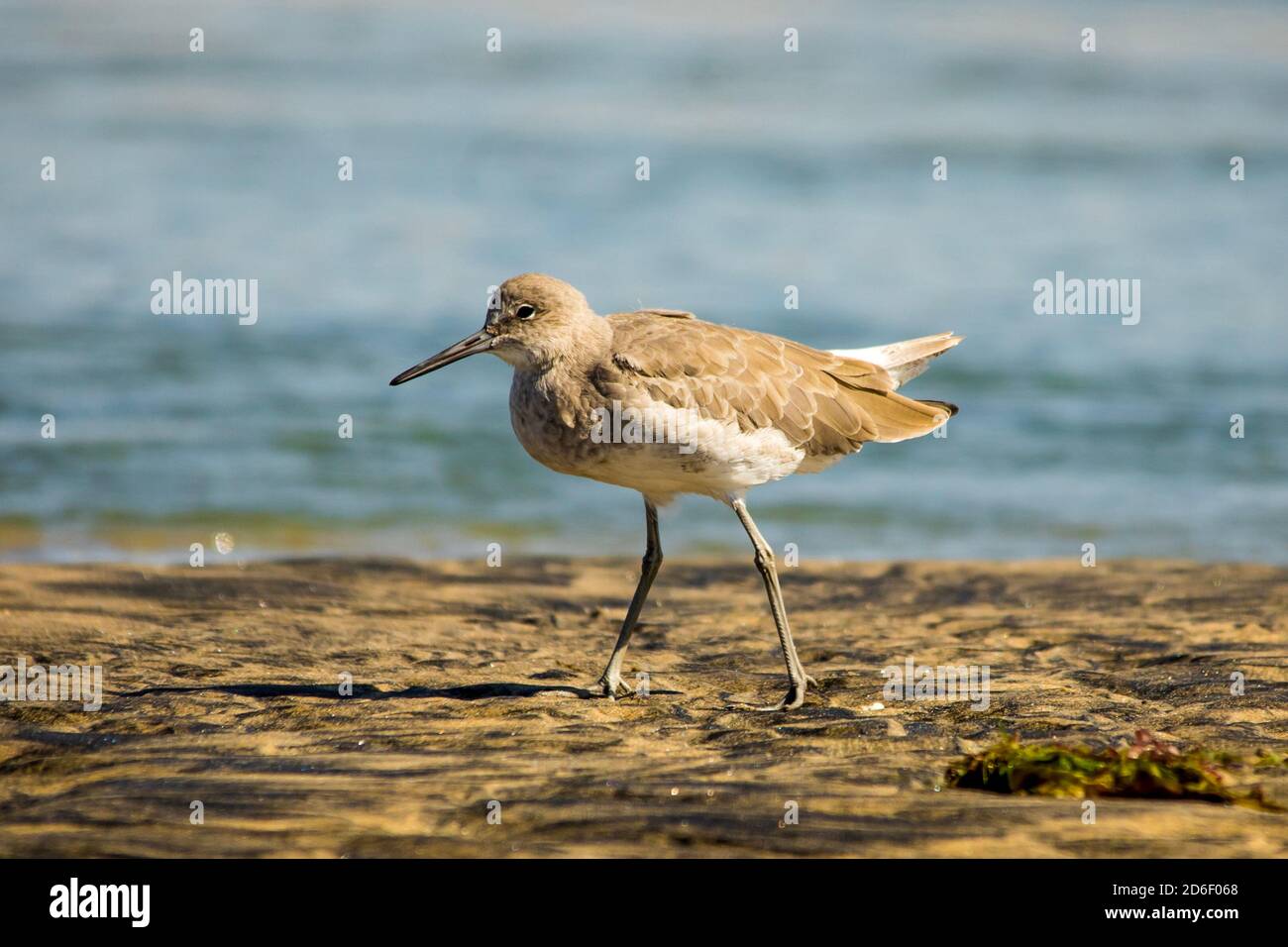 Border field state park hi-res stock photography and images - Alamy