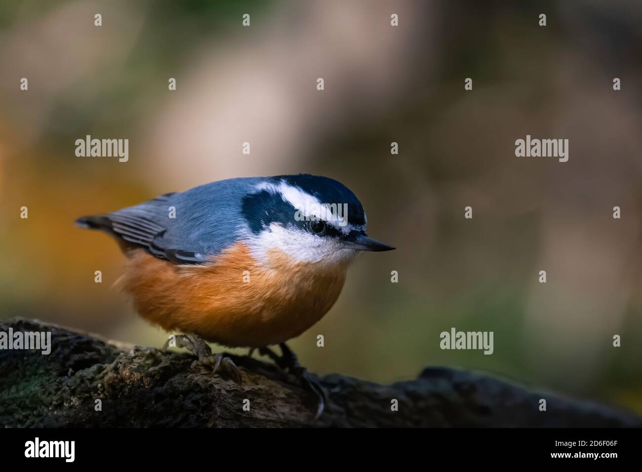 Red breasted nuthatch hi-res stock photography and images - Alamy