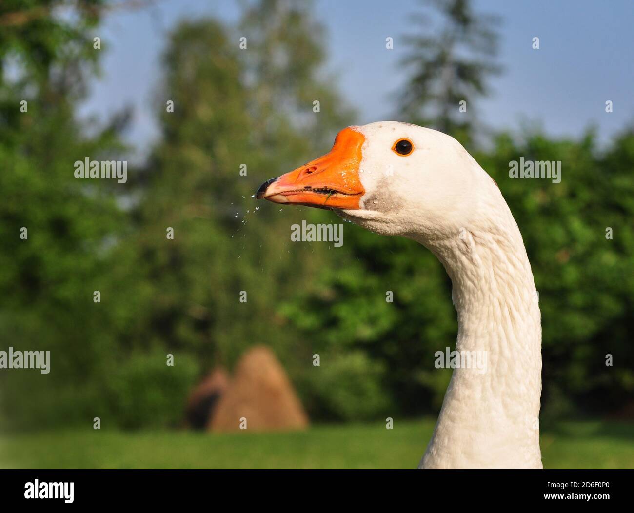 Silly goose hi-res stock photography and images - Alamy