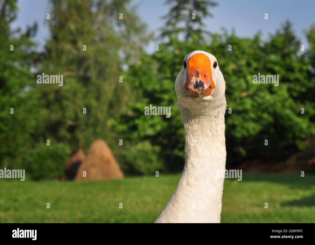 Silly Goose High Resolution Stock Photography and Images - Alamy