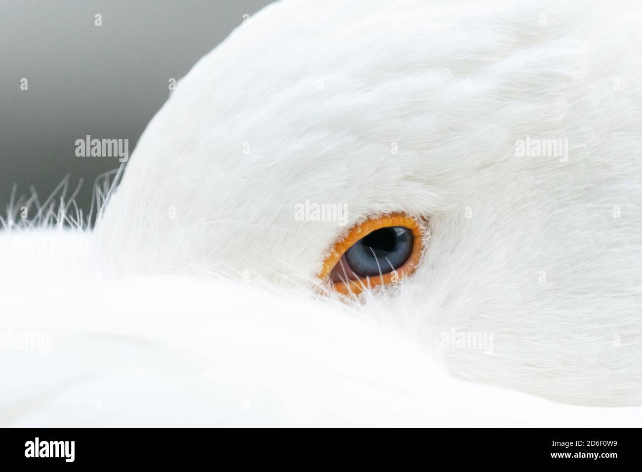 Embden or emden goose closeup head and neck tucked into feathers ...