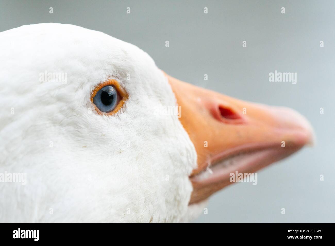 Emdener Goose High Resolution Stock Photography and Images - Alamy