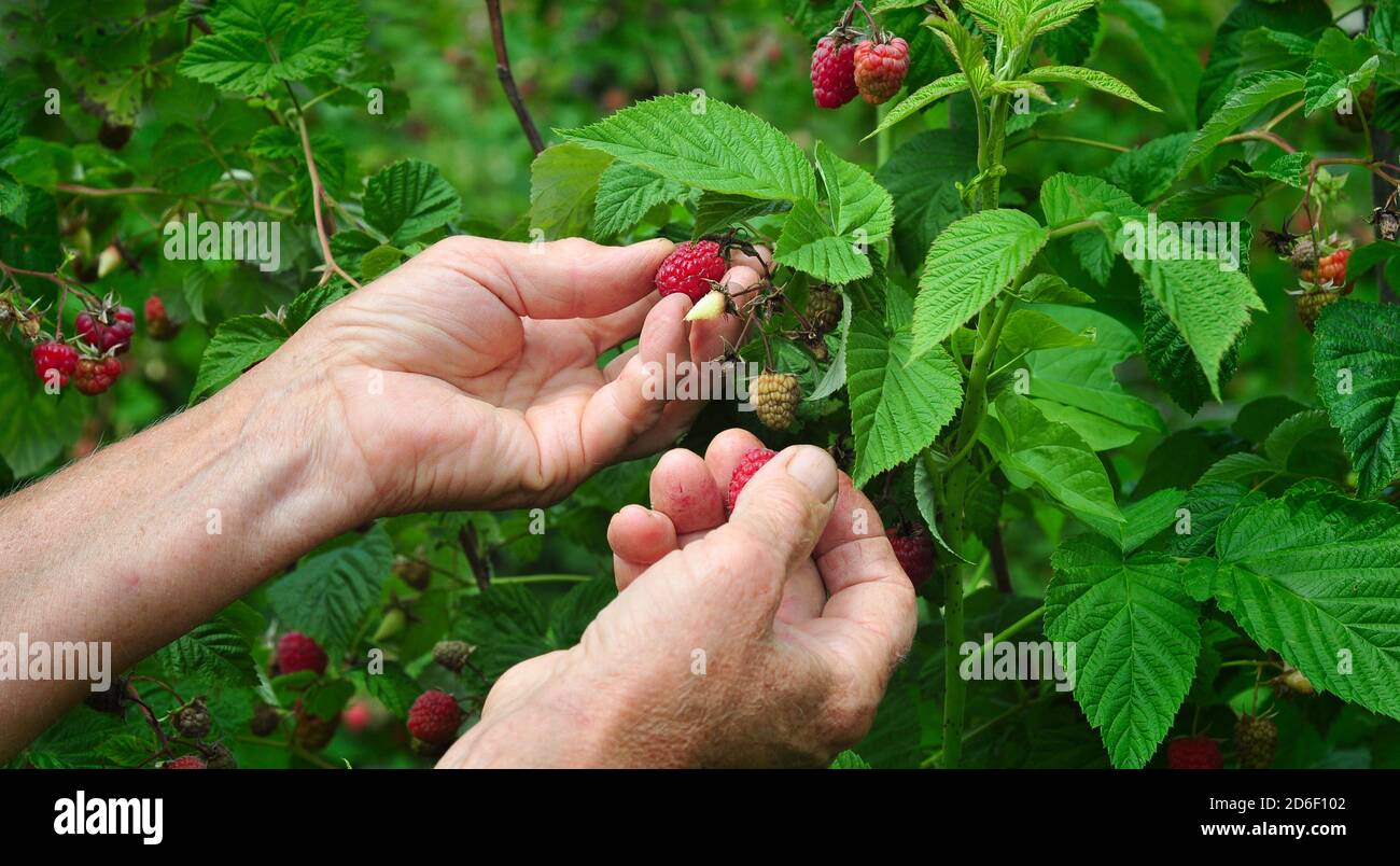 Farmer picking organic raspberries, Serbia Stock Photo - Alamy