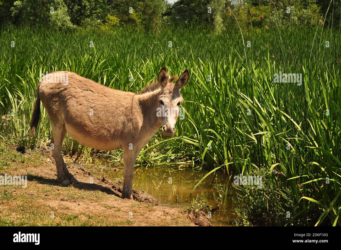Donkey breeding hi-res stock photography and images - Alamy