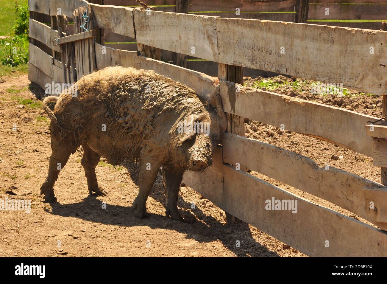 Pig scratching against the fence Stock Photo - Alamy