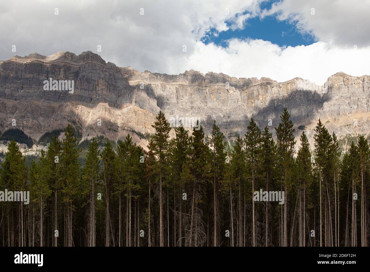 Fir forests jasper national park hi-res stock photography and images ...