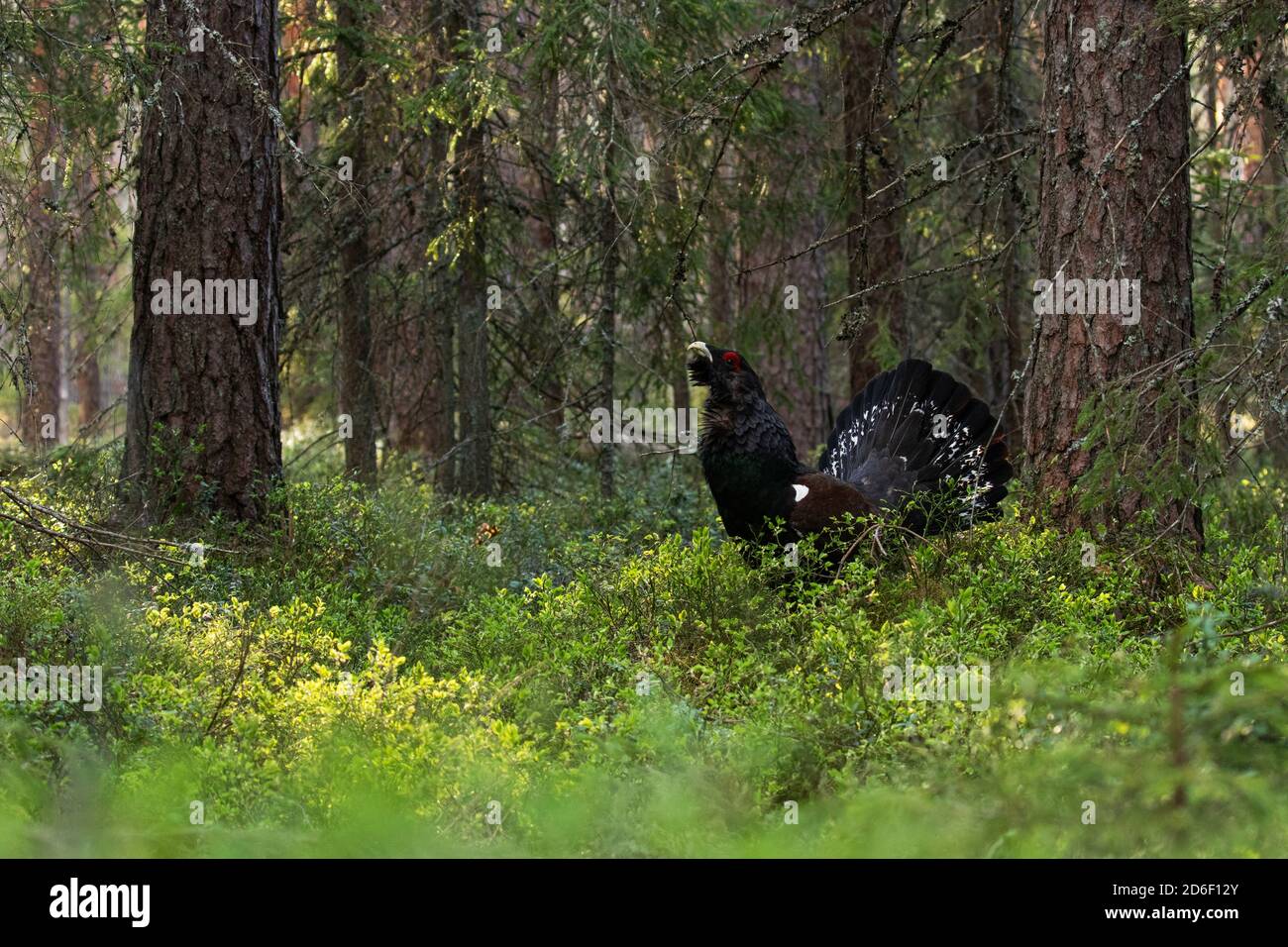 Europe largest grouse hi-res stock photography and images - Alamy
