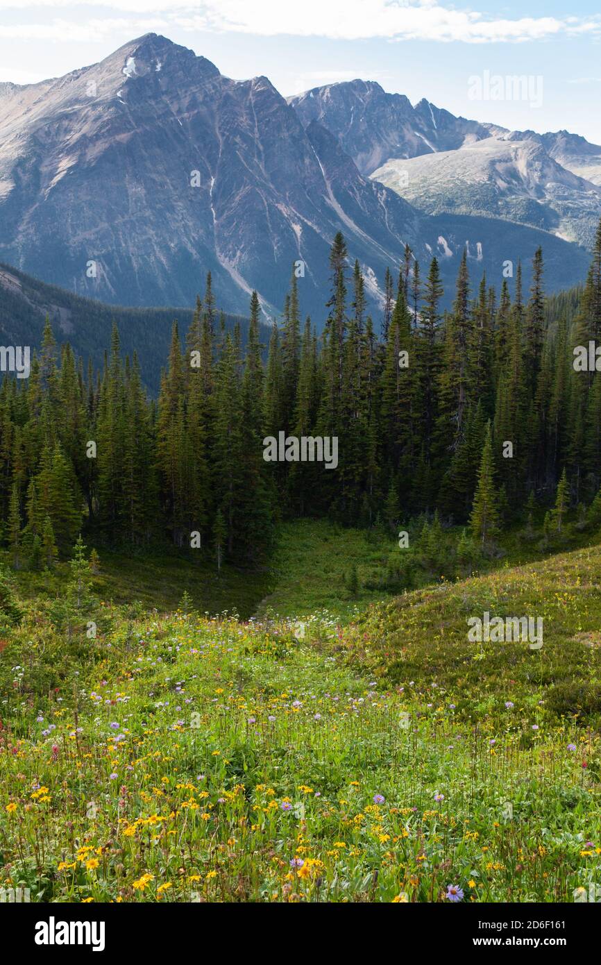 Fir forests jasper national park hi-res stock photography and images ...