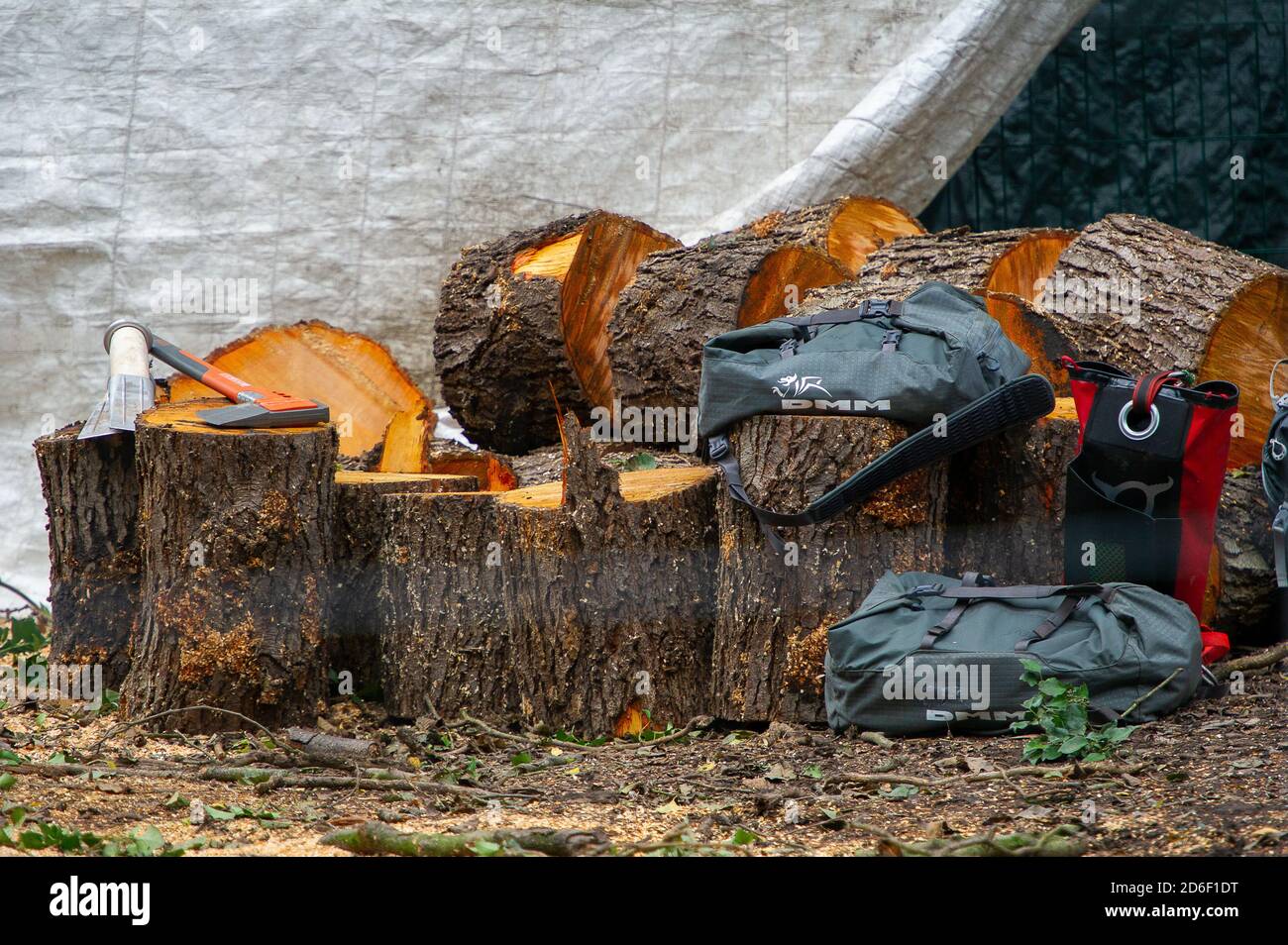 Denham, UK. 16th October 2020. A tall mature tree is reduced to logs by ...