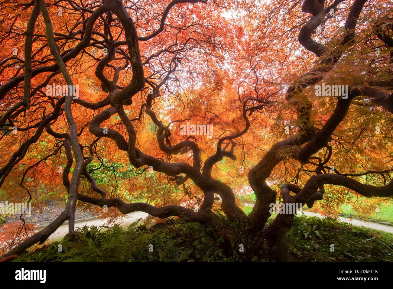 japanese maple tree (with red leaves) in Leverkusen Japanese garden ...