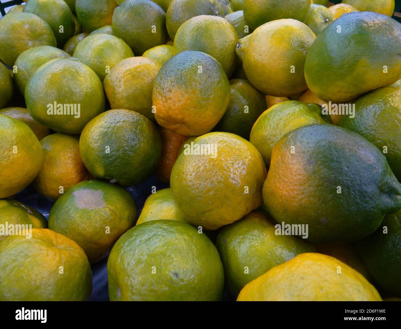 Closeup shot of ponkan fruit also known as Chinese honey orange Stock ...