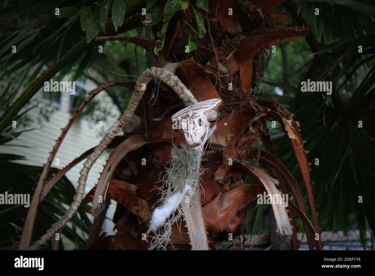 This Halloween snake skeleton is haunting a palm tree Stock Photo - Alamy