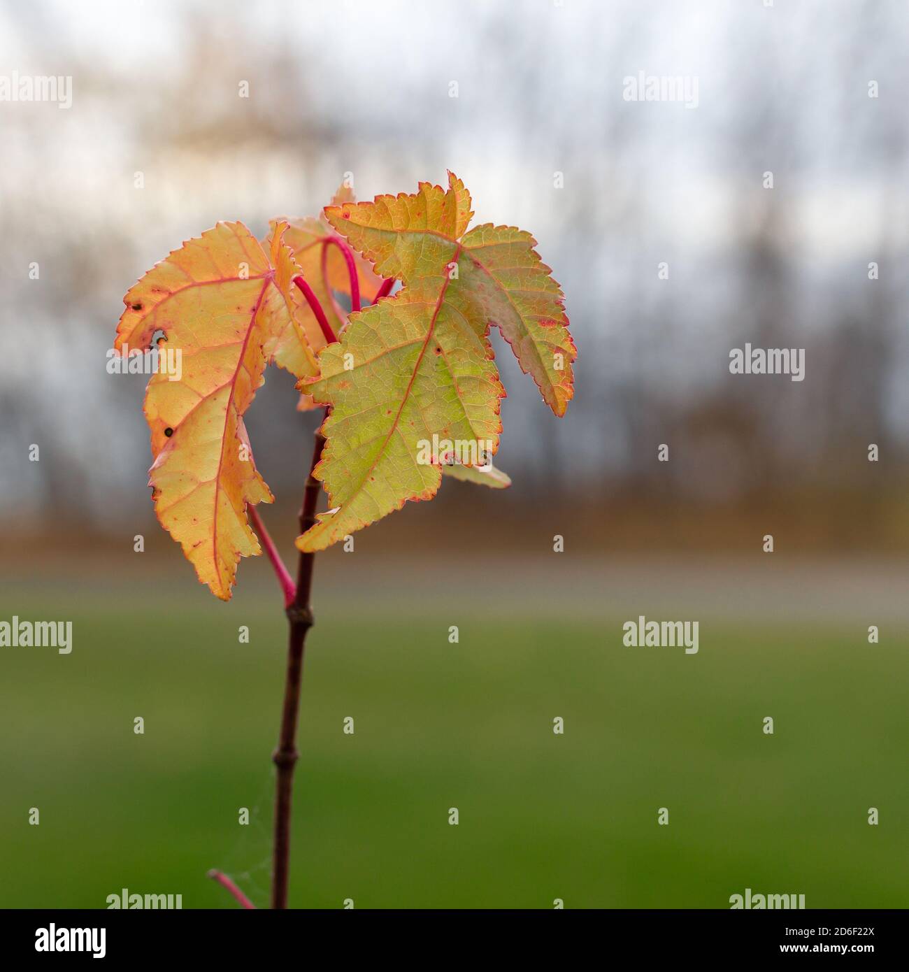 Amur maple hi-res stock photography and images - Alamy