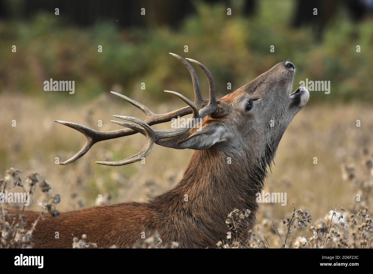 Stag calling hi-res stock photography and images - Alamy
