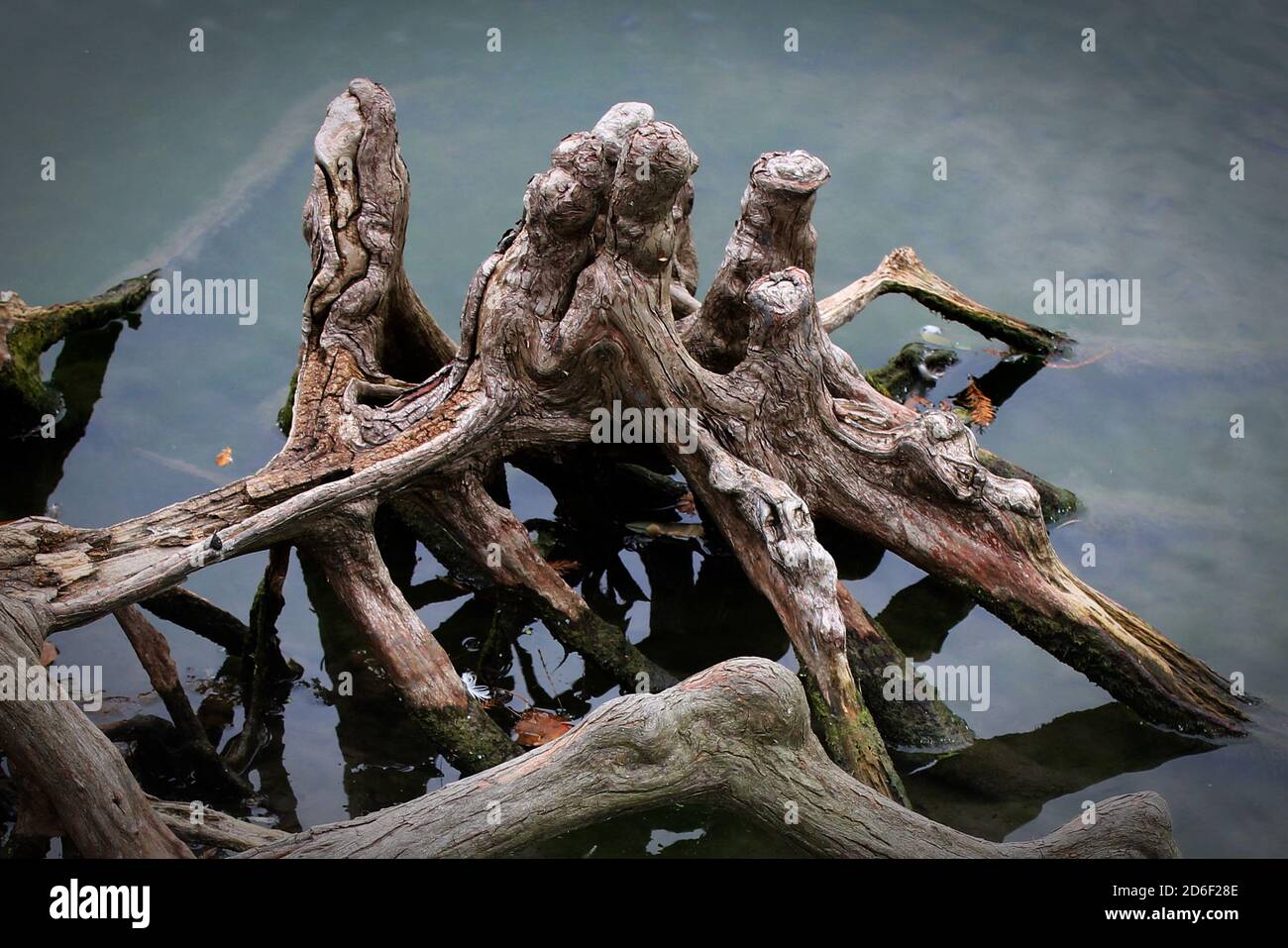 These cypress tree roots are raised up out of the dark water Stock ...