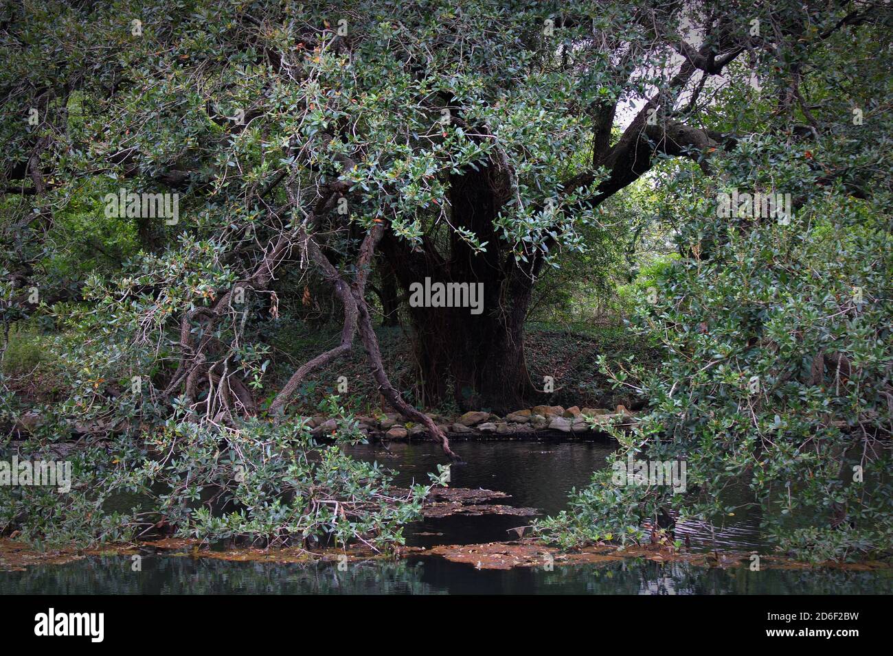 This old oak tree is embracing the dark water with its long arching ...
