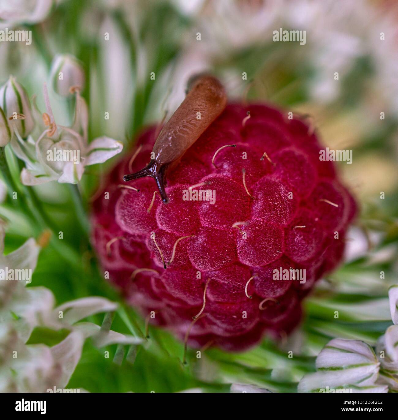 White slug slime hi-res stock photography and images - Alamy