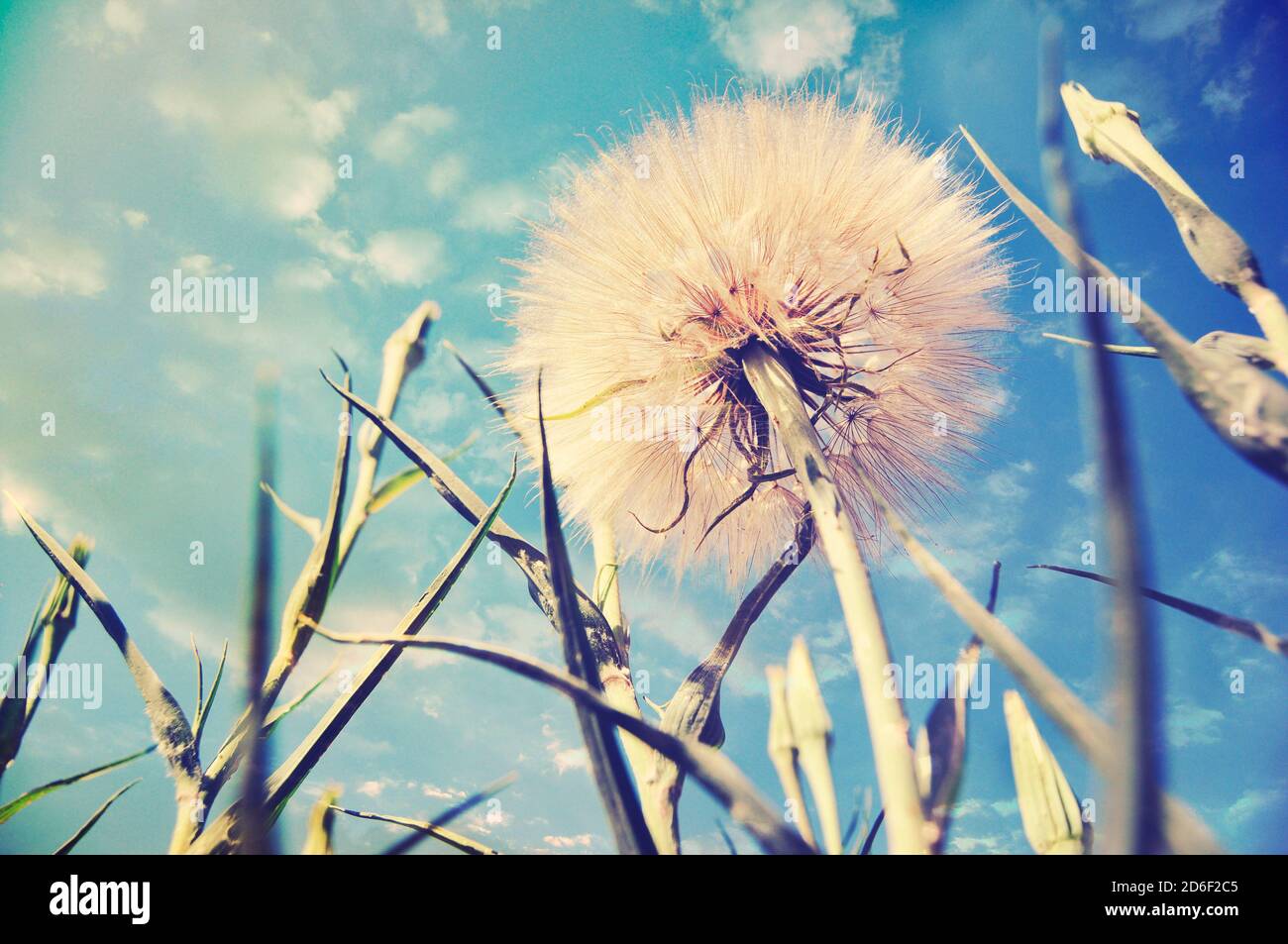 Common dandelion plant hi-res stock photography and images - Alamy