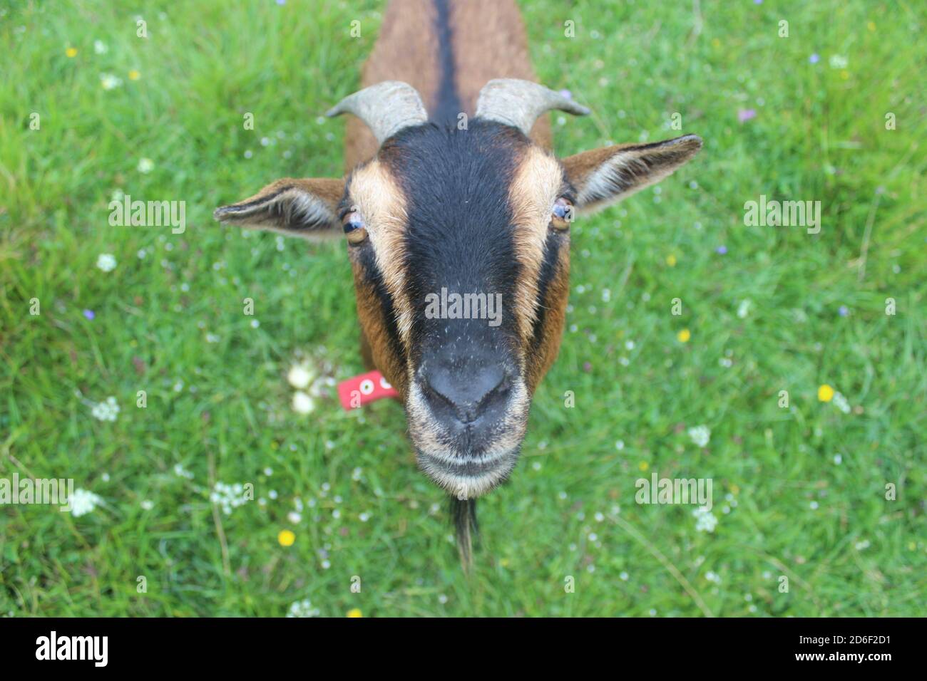 Colorful German noble goat looks curiously into the camera Stock Photo ...