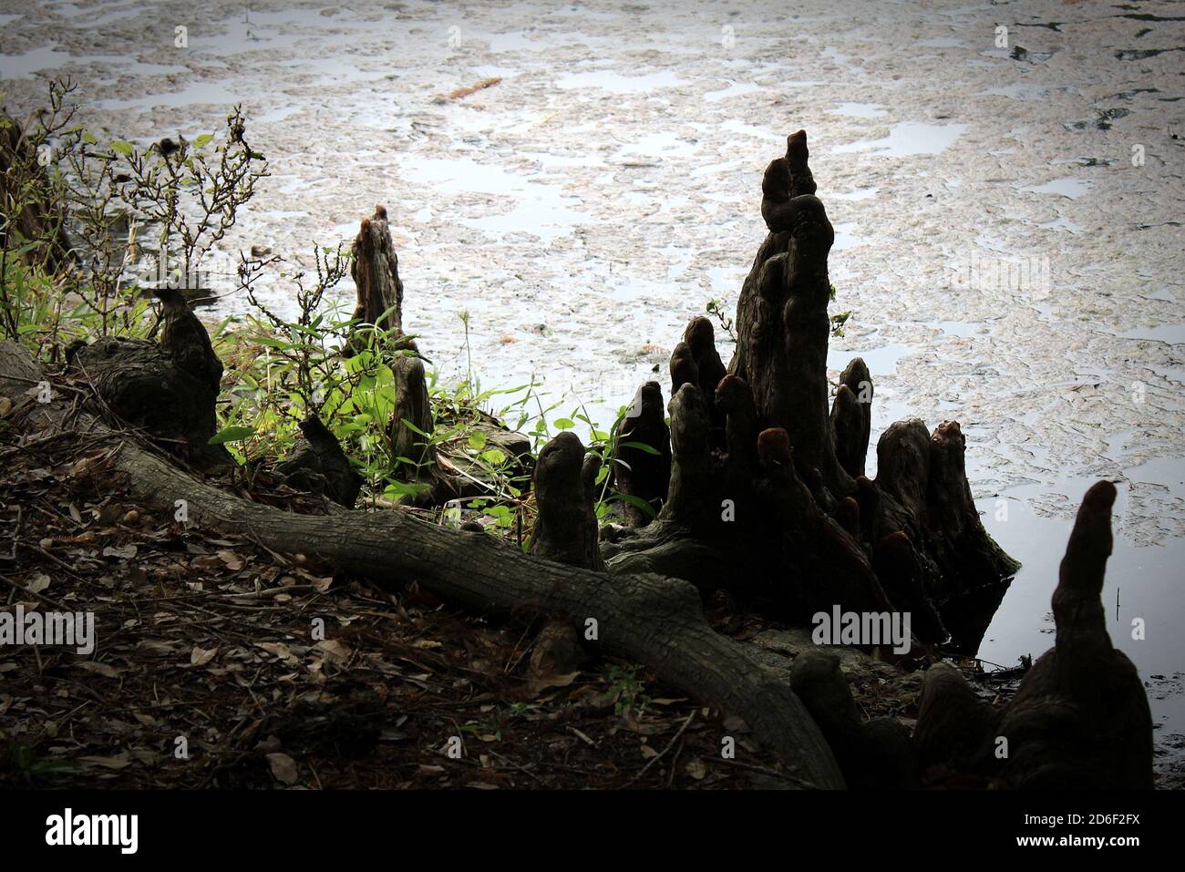 These small cypress tree roots are gathered around the tallest root ...
