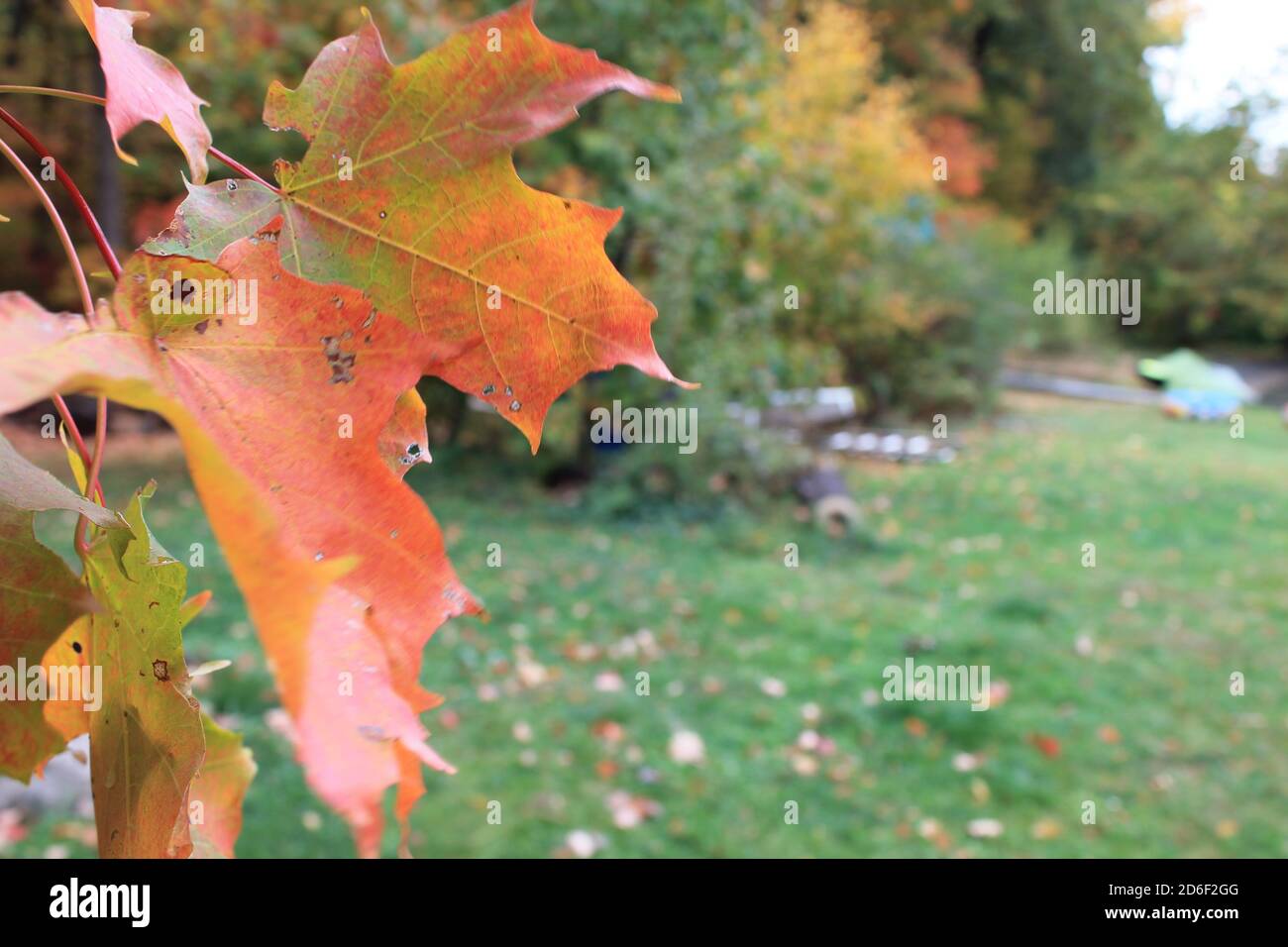Picture of leaves changing color in the fall season Stock Photo - Alamy