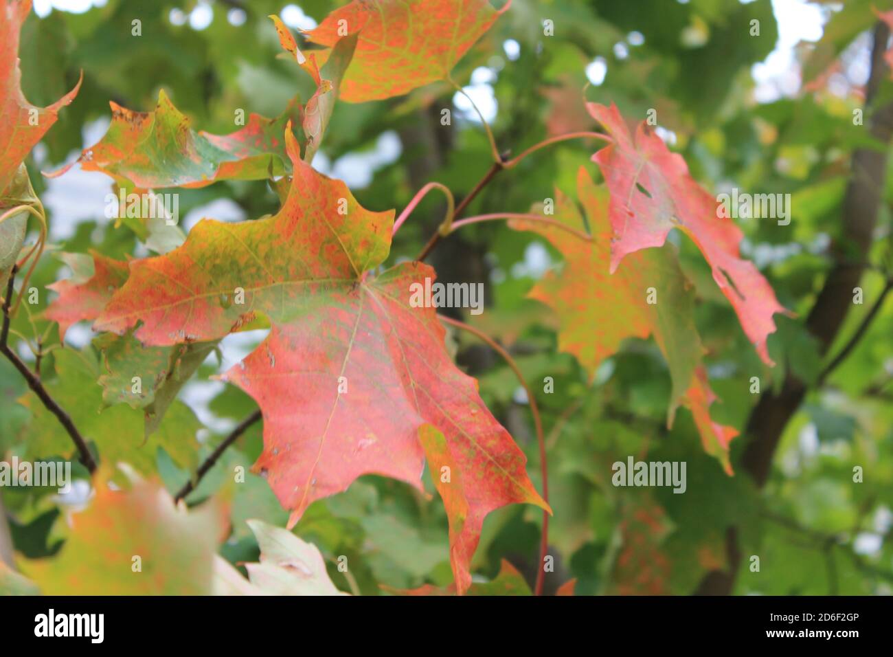 Picture of leaves changing color in the fall season Stock Photo - Alamy