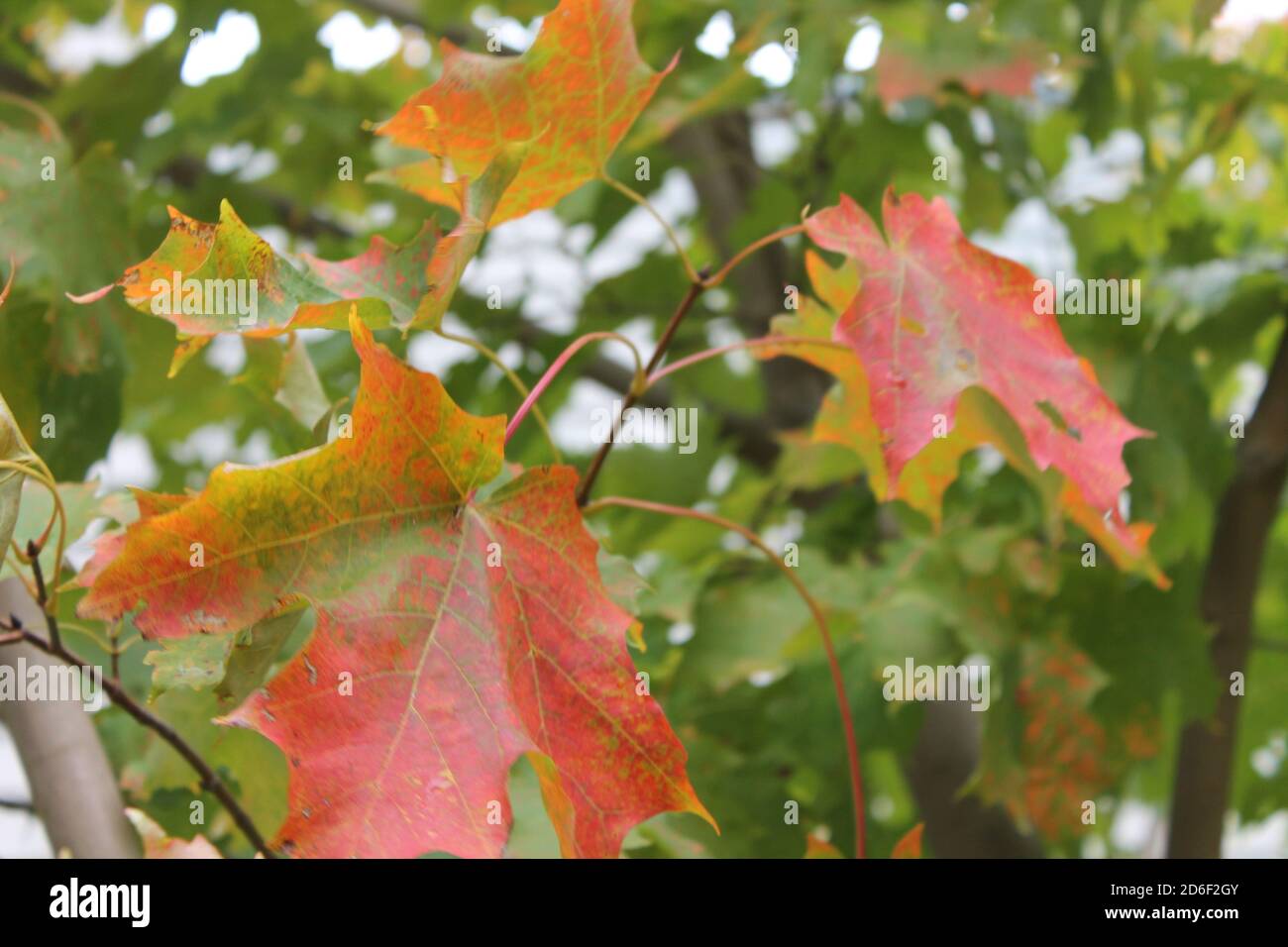 Picture of leaves changing color in the fall season Stock Photo - Alamy